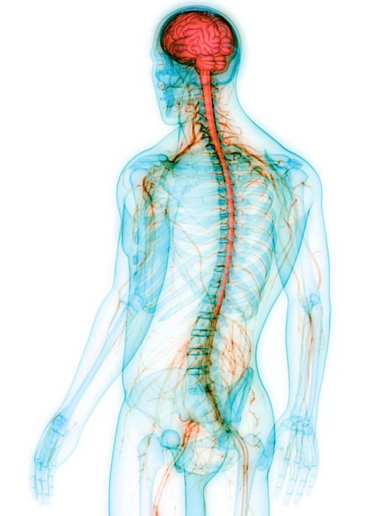 Healthy Spine Diagram 484 Spine Vertebrae Diagram Stock Photos,
