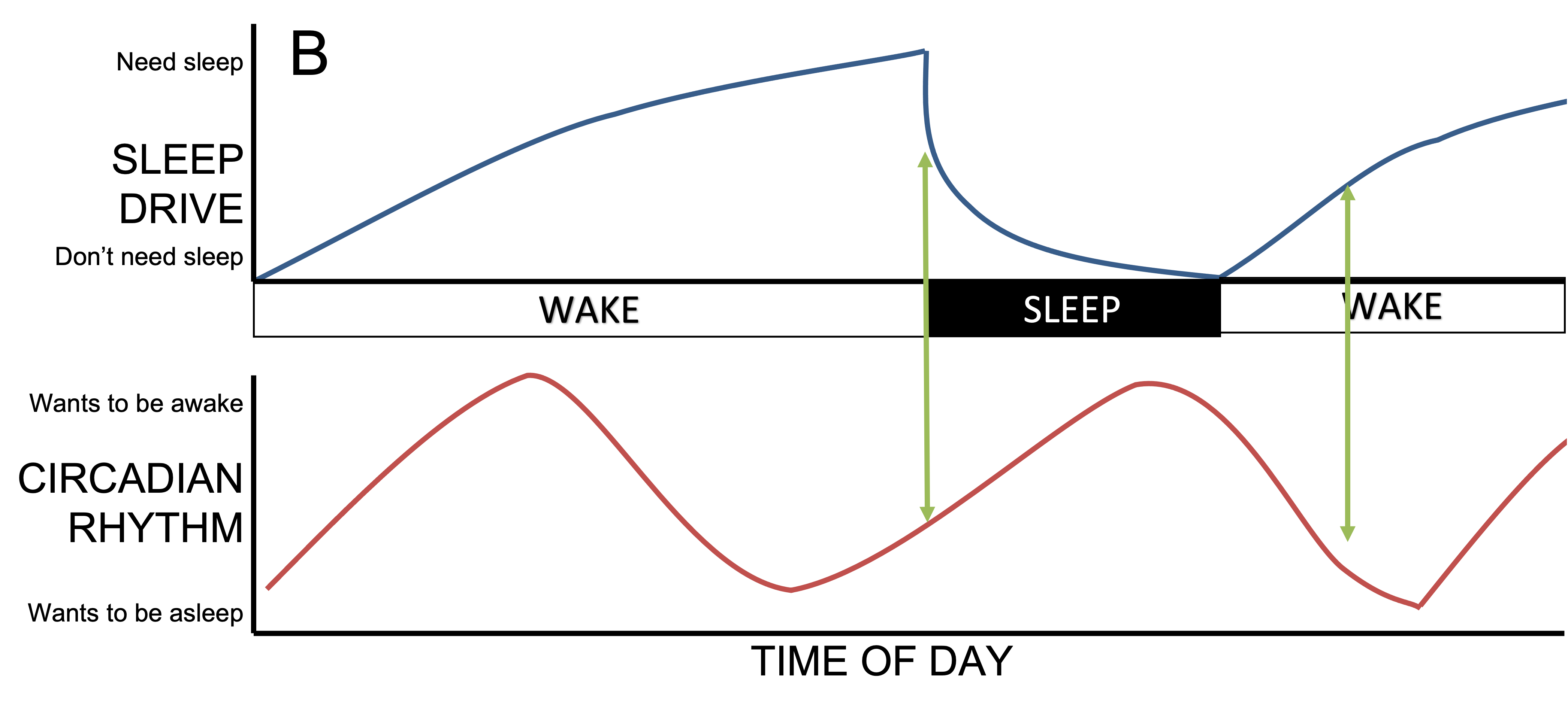 Irregular sleep patterns may negatively impact school performance ...