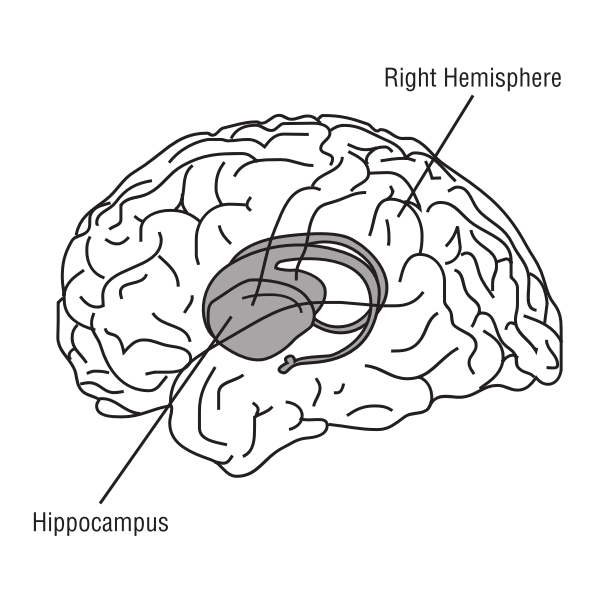 How the hippocampus boosts your empathic sensitivity: A facilitator of ...