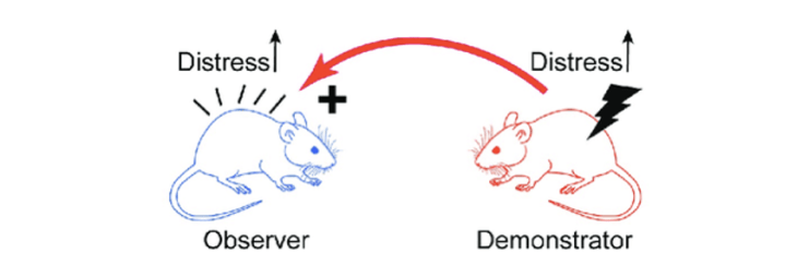How the hippocampus boosts your empathic sensitivity: A facilitator of ...