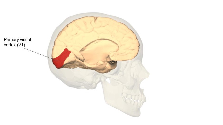 Unconscious Vision: Seeing without Perceiving – cogbites