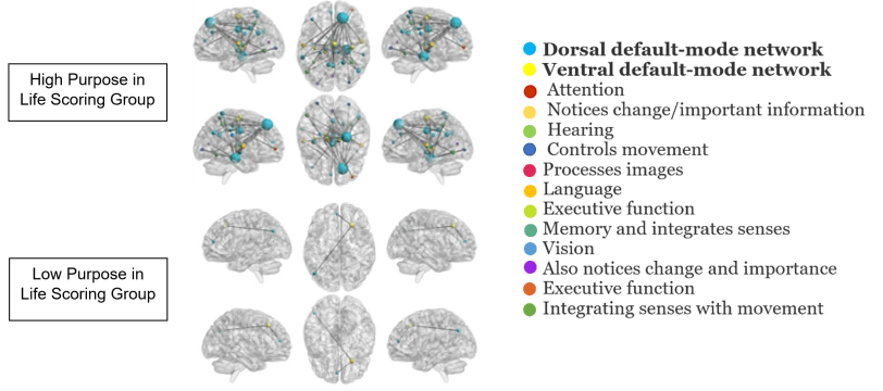 Mind Over White Matter: Purpose in Life is Associated with Cognitive ...
