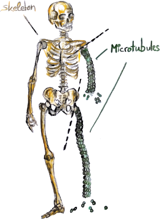 Why Brain Cells Change Their Inner Skeleton in Alzheimer’s – cogbites
