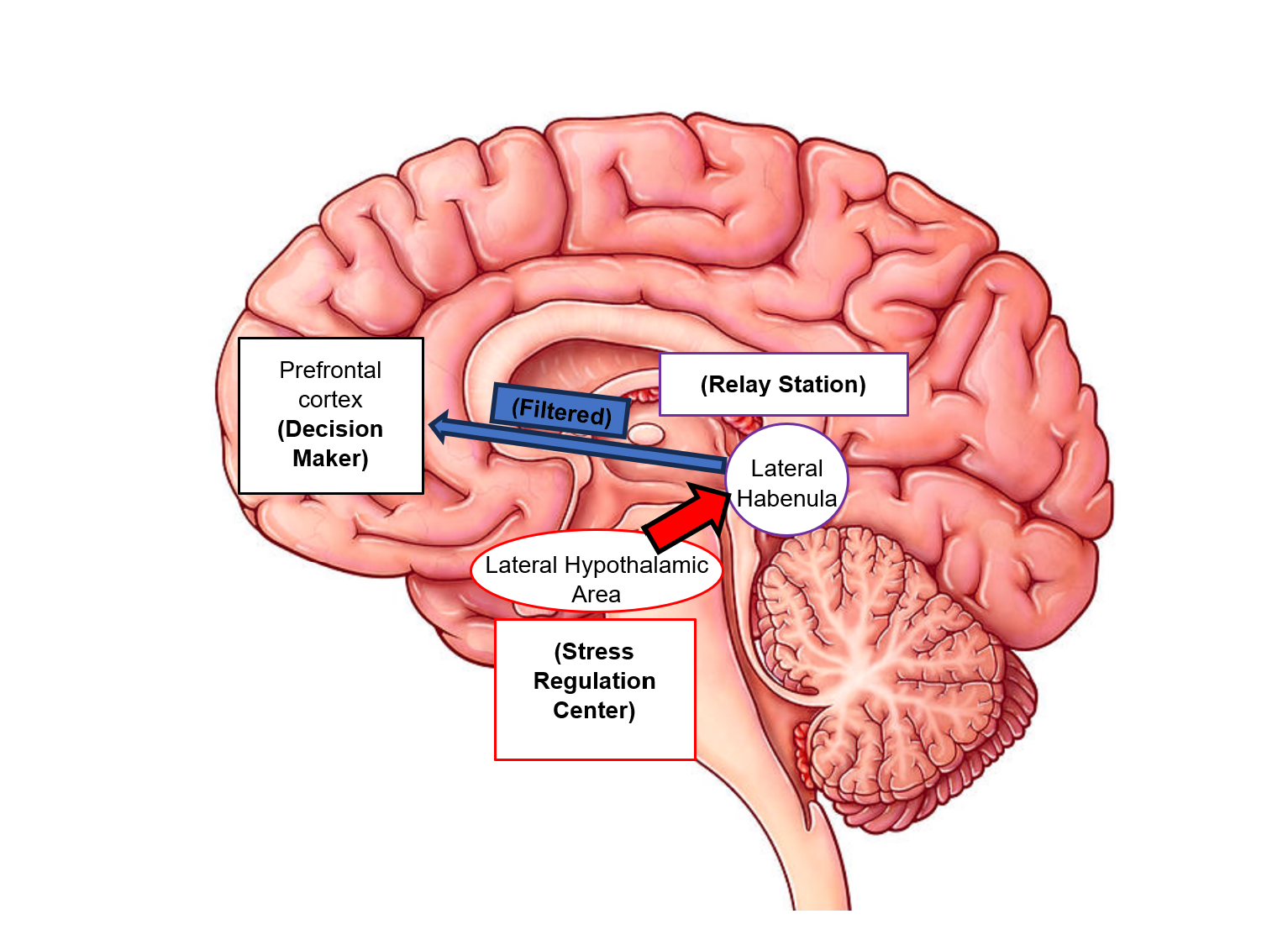 Estrogen: A Source of Femininity… and Stress Sensitivity? – cogbites