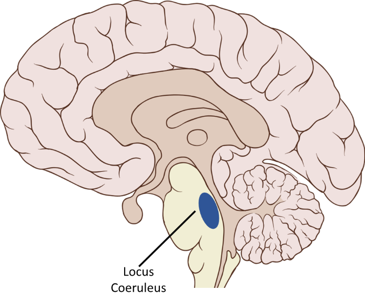 Stress: Shaping the Adolescent Brain – cogbites