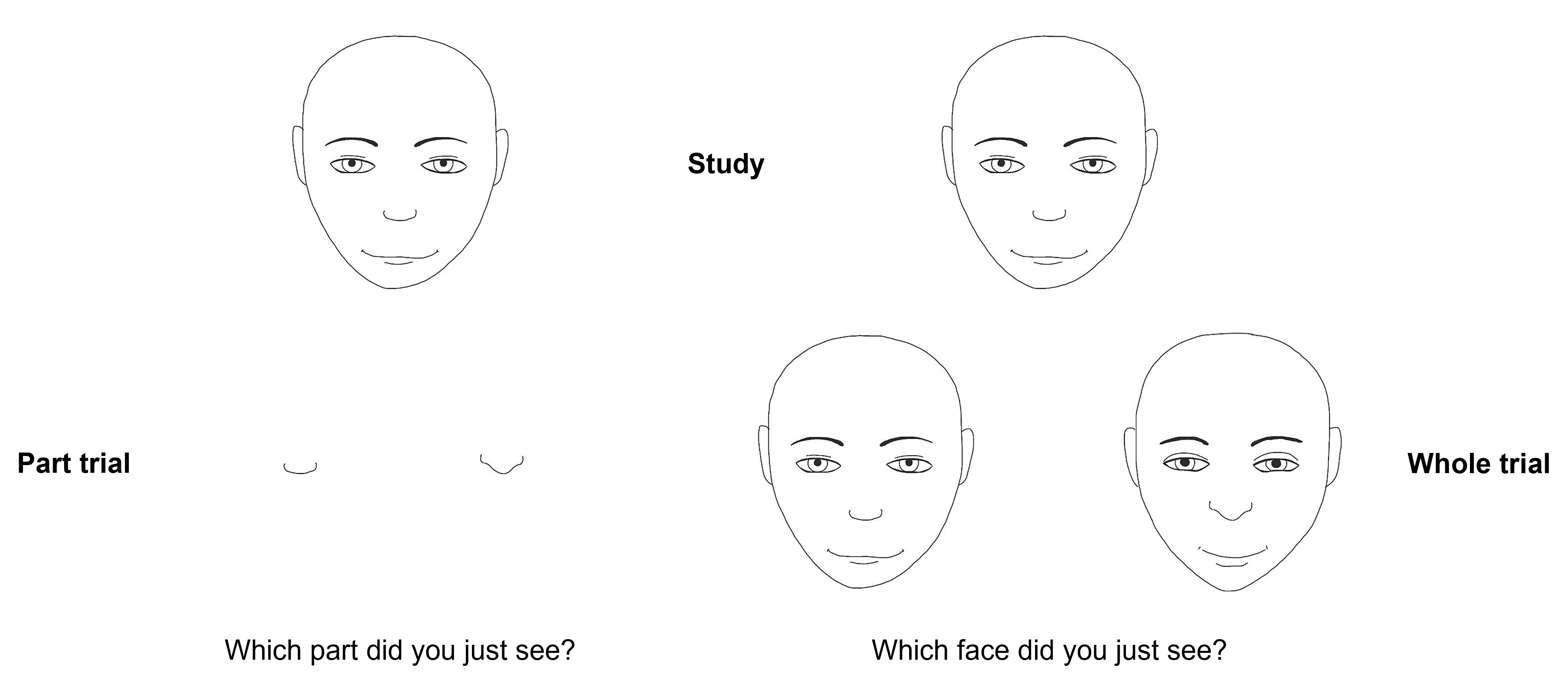 Are there faces in Picasso’s portraits? Exploring how people process ...