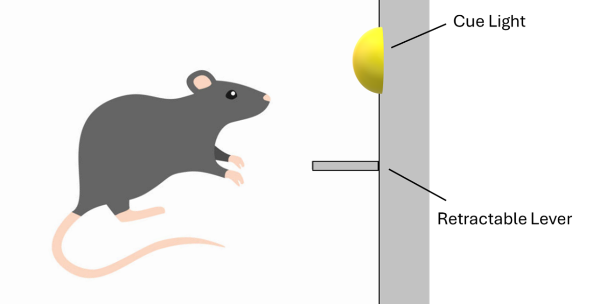 Rats & Rewards: Preclinical research to understand reward motivated ...