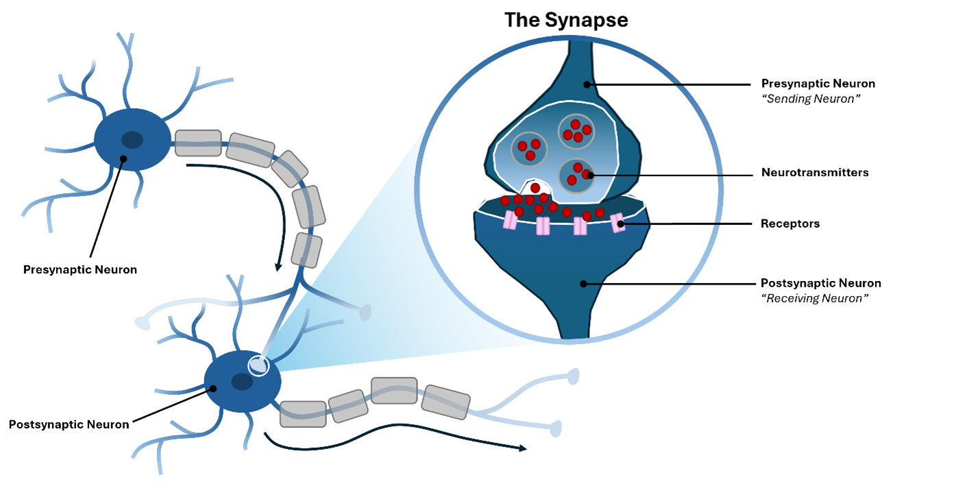 Synaptic Plasticity: Small Changes Make Big Impacts – cogbites