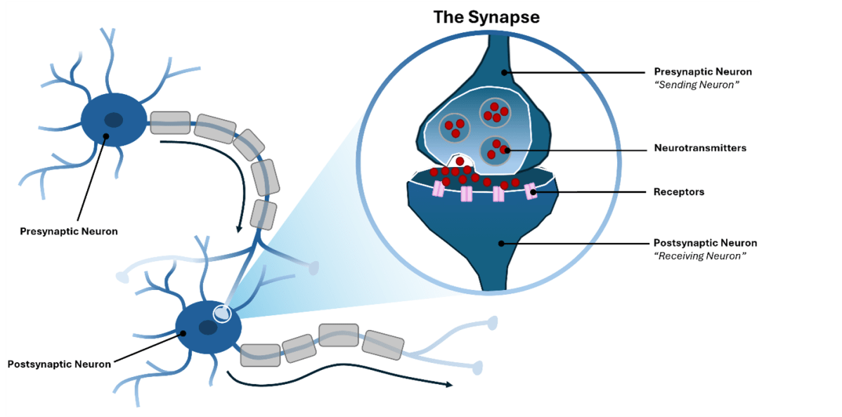 Synaptic Plasticity: Small Changes Make Big Impacts – cogbites