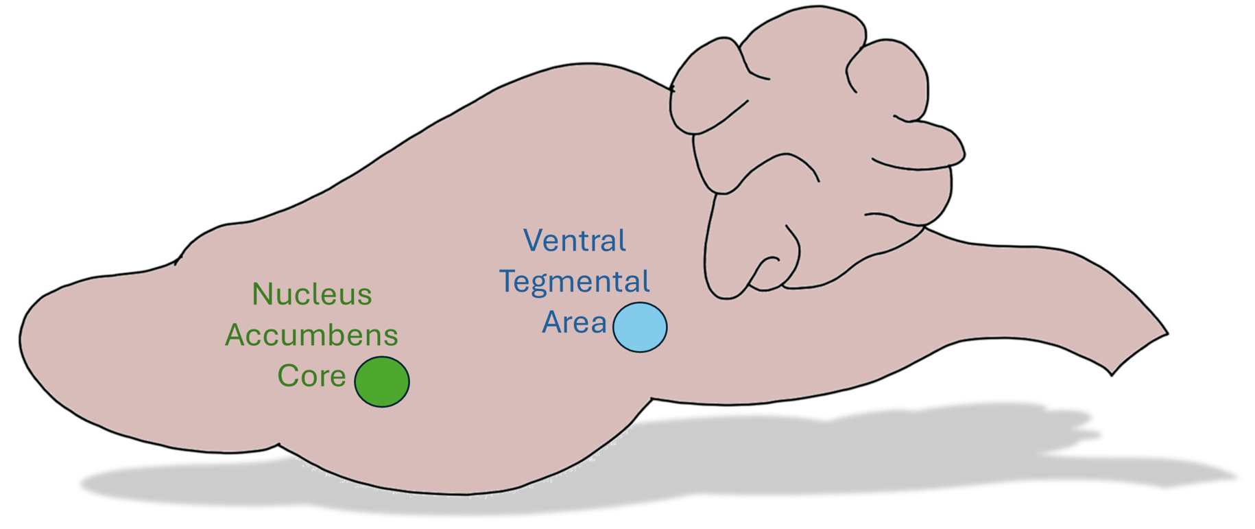 Can a change of dopamine spark a change of mind? – cogbites